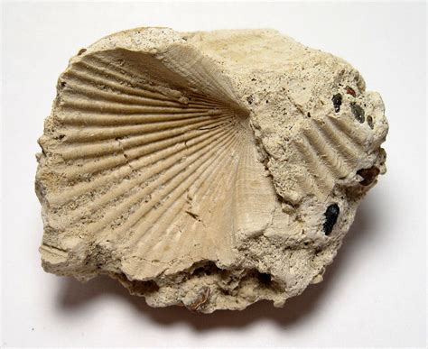 Pelecypod 30 Cochise College Geology