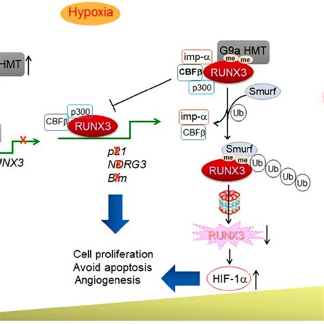 regulation of runx3 on hif 1α and cellular responses under hypoxic tme