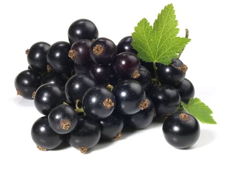Vertus Et Bienfaits Du Cassis Femininbio