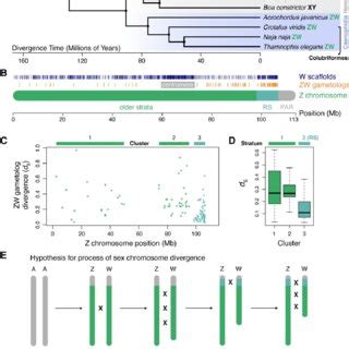 Genetic Sex Determination In Squamates Homology Between Prairie Download Scientific Diagram
