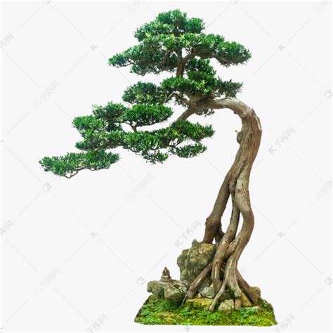松树盆景 世界盆景之王一亿 伤感说说吧