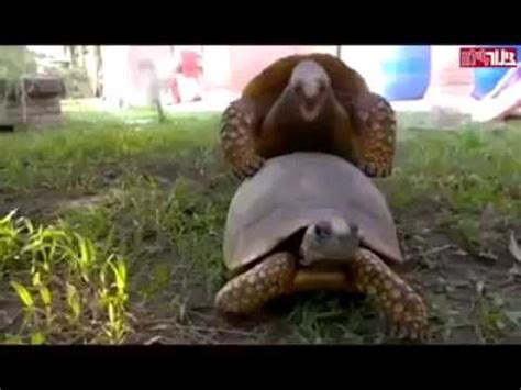 Turtles Having Sex YouTube Turtles Having Sex YouTube