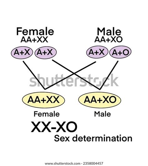 Here Sex Over 70 Royalty Free Licensable Stock Illustrations