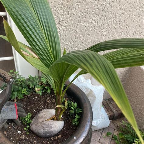 Planting A Coconut Tree At Home From Seed To Palm Complete Gardening