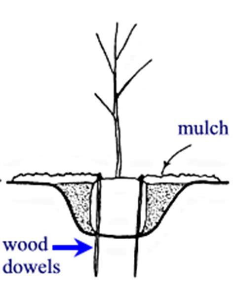 Planting Landscape Plants Edward F Gilman UF IFAS