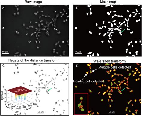 Segmentation Of The Clustered Cells Using The Watershed Method A Raw