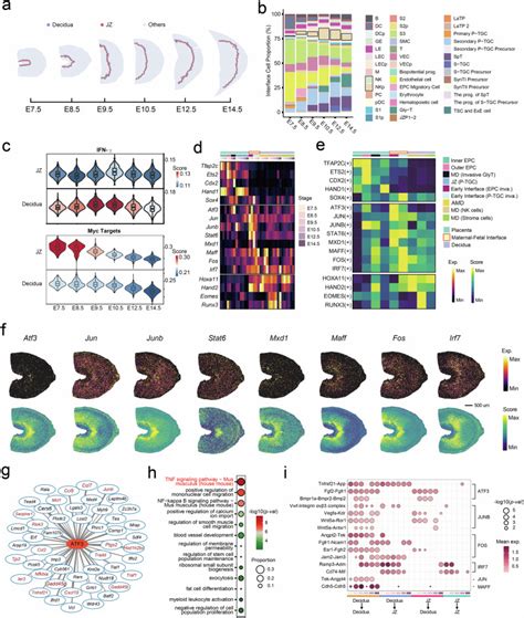 A Spatiotemporal Transcriptomic Atlas Of Mouse Placentation Pmc