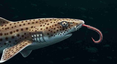 Ghost Sharks Forehead Teeth A Discovery Rewriting Dental Evolution