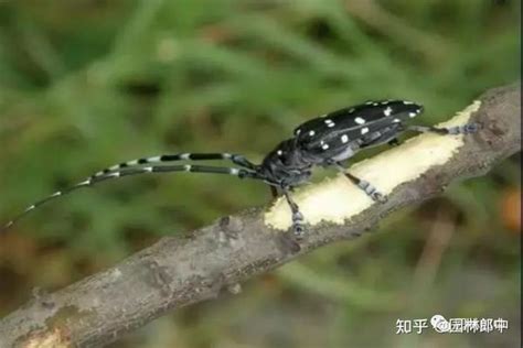 天牛幼虫该如何防治 知乎
