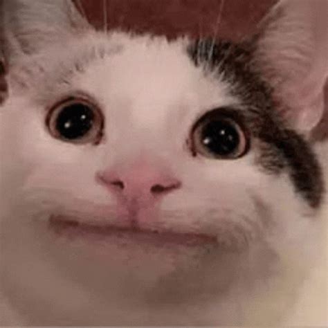 Cat Meme Discord Emoji Cat Discord Bsbf
