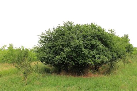 Premium Photo A Tree In A Field