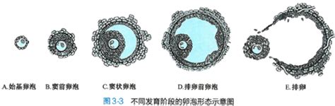 持续更新分享妇产科学学习资料女性生殖系统生理 知乎