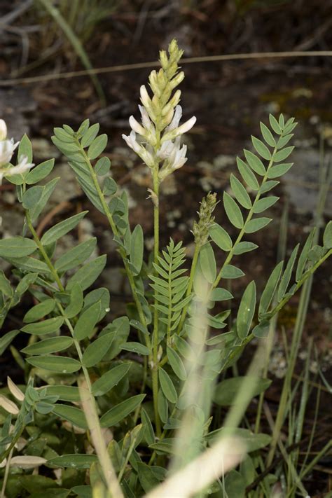 Astragalus Bisulcatus Fabaceae