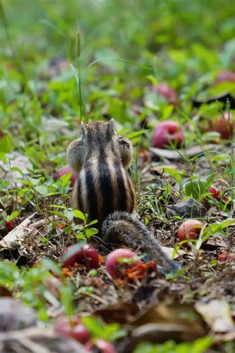 Spotted The Cutest Chipmunk Ever At My Local Park