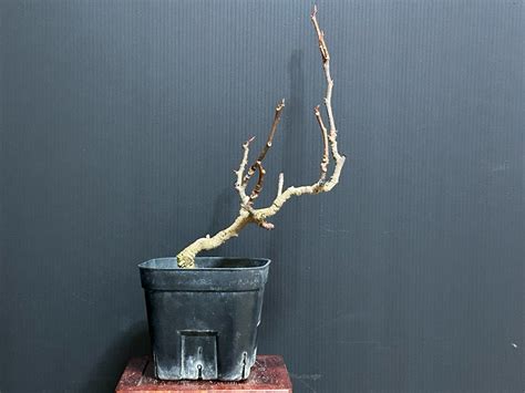 美男葛 剪定 毎日盆栽 everyday BONSAI