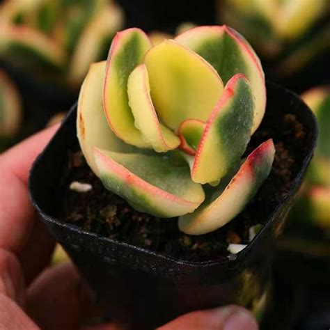 新花月锦（crassula Ovata Tricolor Jade） Lazada