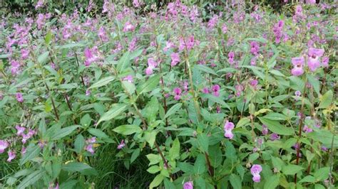 Invasive Non Native Species — Eden Angling Association