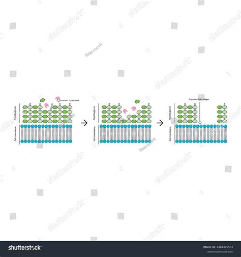 Diagram Showing Lysozyme Action On Bacterial Stock Vector Royalty Free 2484385503 Shutterstock