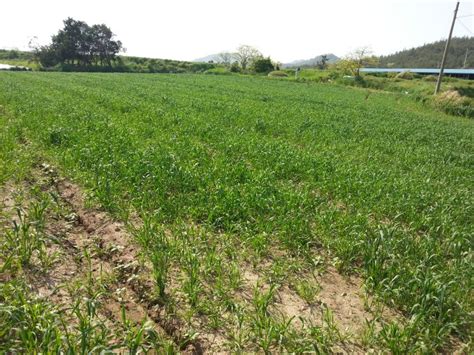 16 귀리밭0425 네이버 블로그