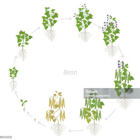 뿌리와 콩 식물의 둥근 성장 단계 콩 가족 파바세아 원형 위상은 숙성 기간을 설정합니다 라이프 사이클 애니메이션 진행 0명에