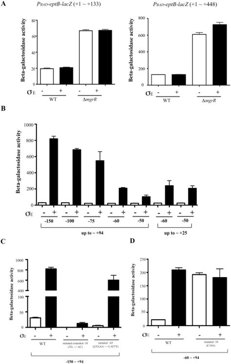 Regulation Of EptB By Sigma E A Two Different Translational Fusions Of Download Scientific