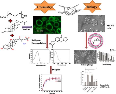 Vesicle Encapsulated Rolipram Pde4 Inhibitor And Its Anticancer Activity Acs Applied Bio