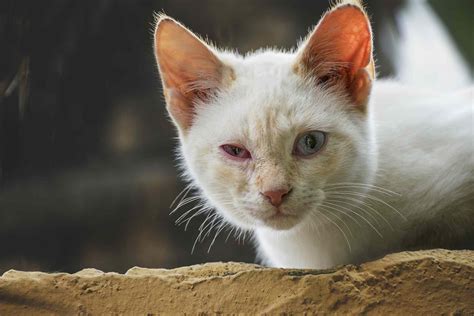 Conjunctivitis In Cats