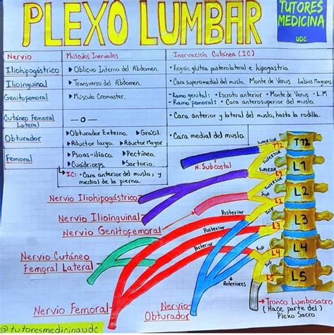 Plexo Lumbar Anatomia Y Fisiologia Humana Anatomía Médica Anatomia