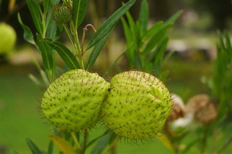 Gomphocarpus Physocarpus Commonly Known As Hairy Balls Balloonplant Balloon Cotton Bush