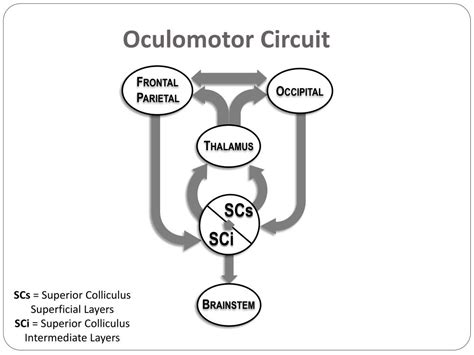 Ppt The Representation Of Visual Salience In The Superior Colliculus Powerpoint Presentation