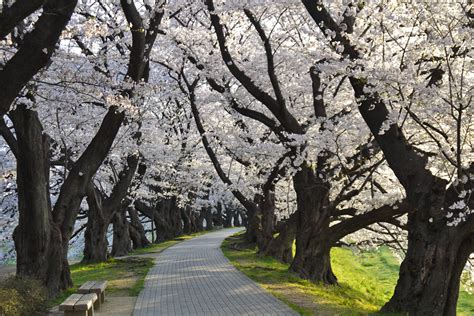 背割堤の桜淀川河川公園背割堤地区京都の桜 フリー写真
