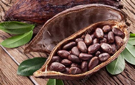 How Are Cocoa Beans Processed Cocoa Processing Process