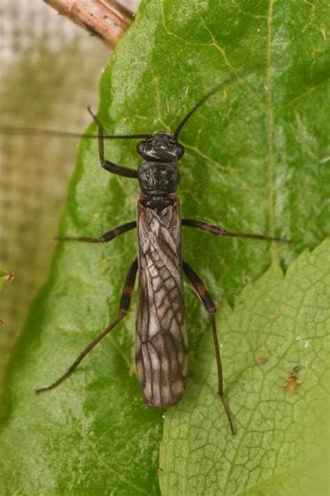 Nemourinae Spring Stoneflies Identification Facts And Taxonomy