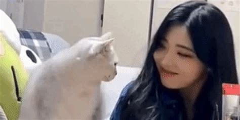 고양이와 함께 재택근무하면 벌어지는 일 재미진