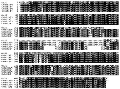 Silicon Efflux Transporters Isolated From Two Pumpkin Cultivars Contrasting In Si Uptake