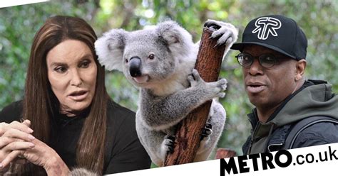 Im A Celebrity Camp Invaded By Chlamydia Carrying Koala Metro News