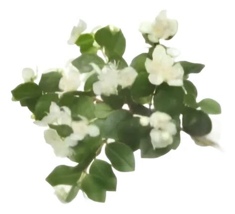 Mirto Arrayan Arbusto Aromático Ornamental Cuotas Sin Interés