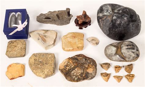 Bivalve Magnitite Insect Fossils Dealers [150823]