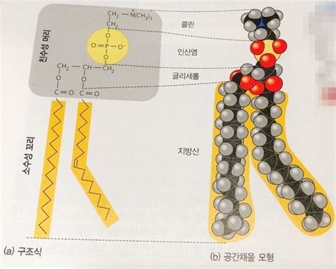 캠벨 생명과학 지질 인지질 단백질의 구조 핵산 네이버 블로그