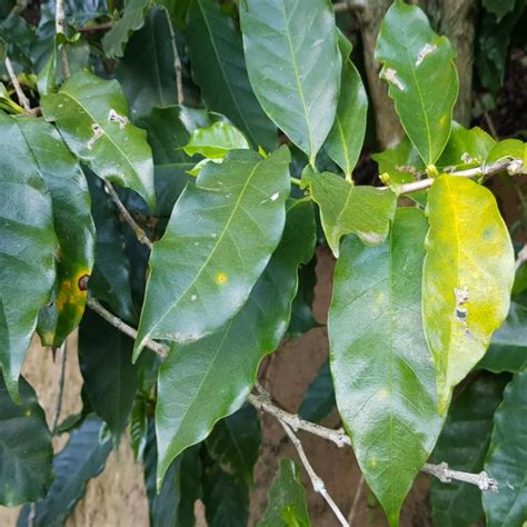 Coffee Leaf Detection Roboflow Universe