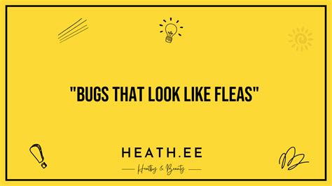 Bugs That Look Like Fleas A Comprehensive Guide Heathe