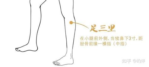 三阴交、足三里，关元穴如何简单取穴？ 知乎