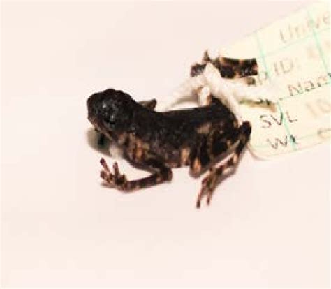 Lateral View Of P Api Male Photo By Nooraina Atira Alaudin Download Scientific Diagram