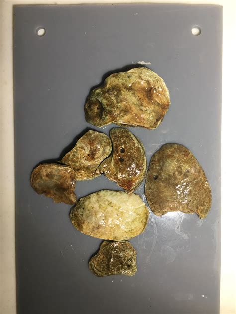 Can Somebody Identify This Shells ResearchGate
