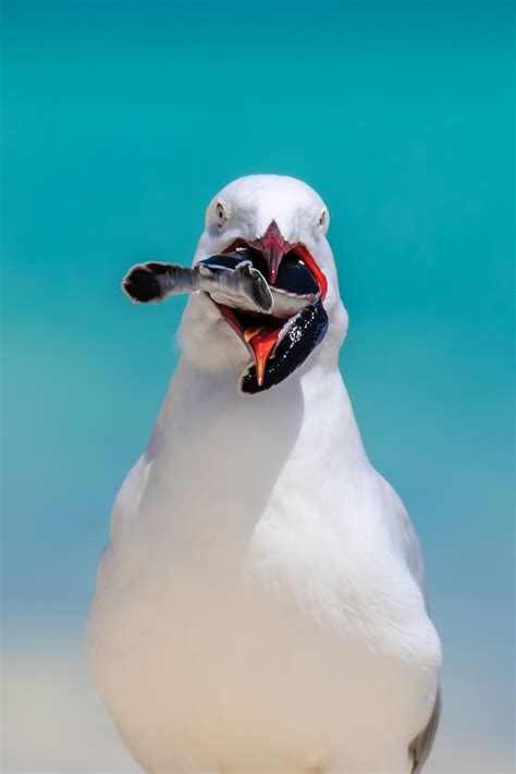 Green Sea Turtles Predators