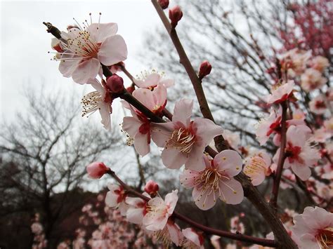 大宮第二公園 むさし散歩