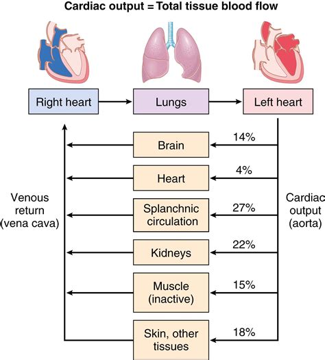 cardiac output venous return and their regulation clinical tree