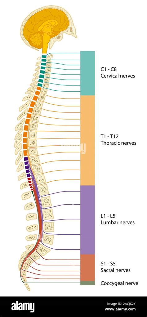 Spinal Cord Regions Diagram Of A Sagittal Section Through The Human Skull And Backbone Showing