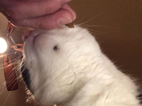Why Does My Cat Have Black Under His Chin
