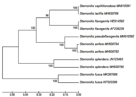 Maximum Likelihood Tree Based On Ssu Rdna Sequences Showing The Download Scientific Diagram